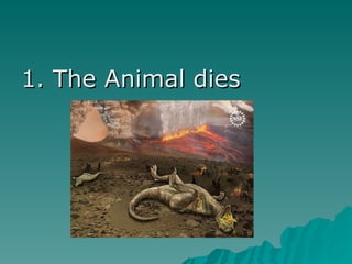 Our fossil flow chart | PPT