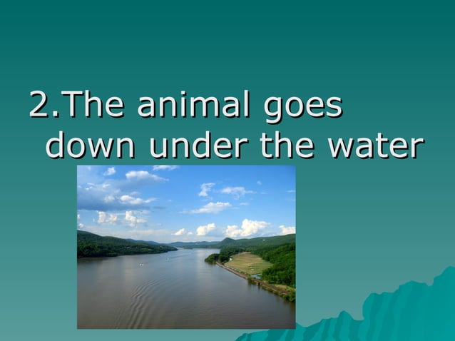 Our fossil flow chart | PPT | Geology | Science