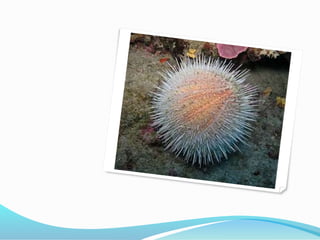 Ouriço do-mar ppt | PPTX