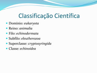 Ouriço do-mar ppt | PPTX