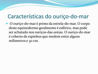 Ouriço do-mar ppt | PPTX