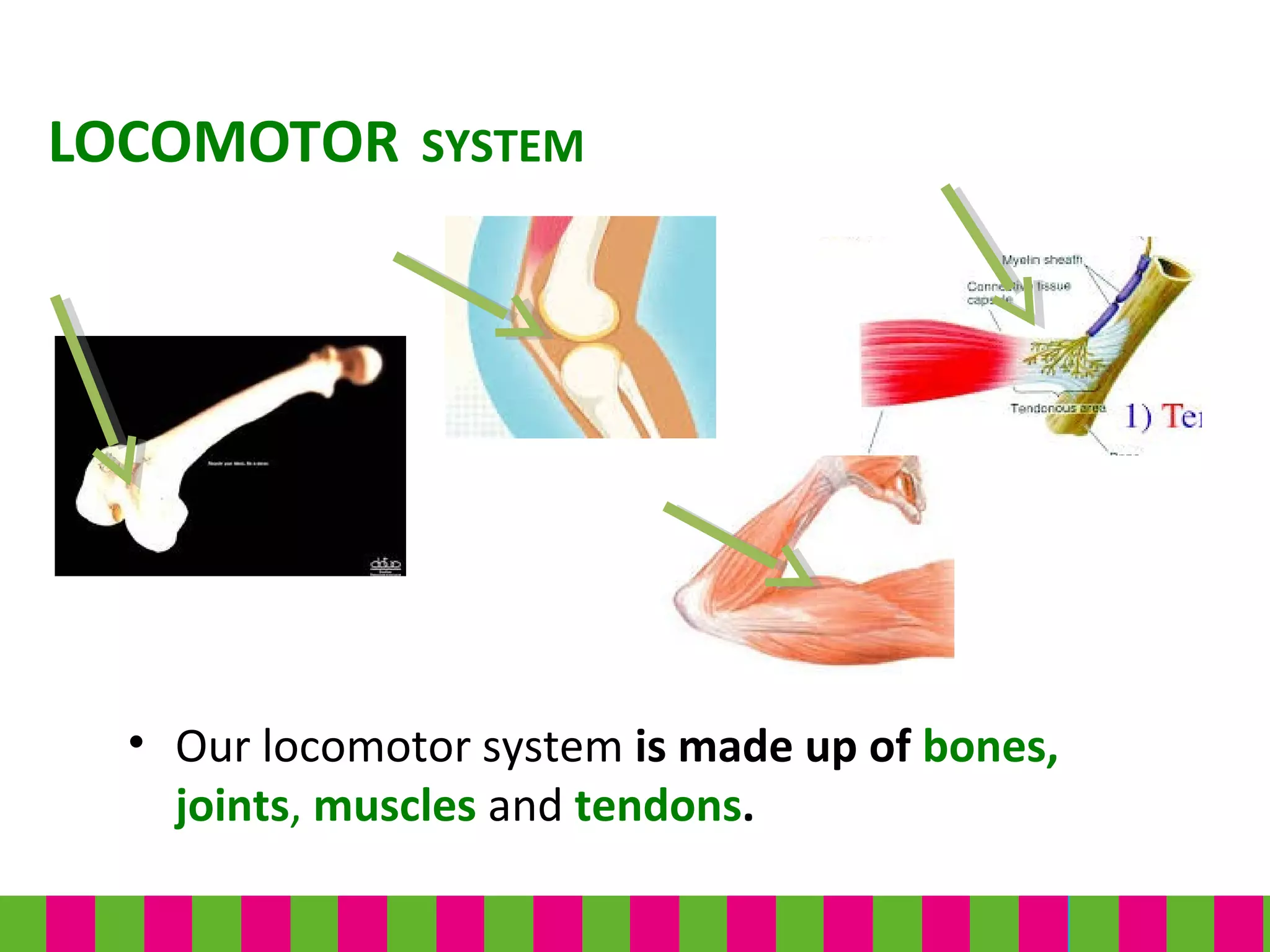Our locomotor system | PPT
