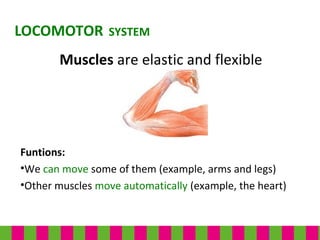 Our locomotor system | PPT