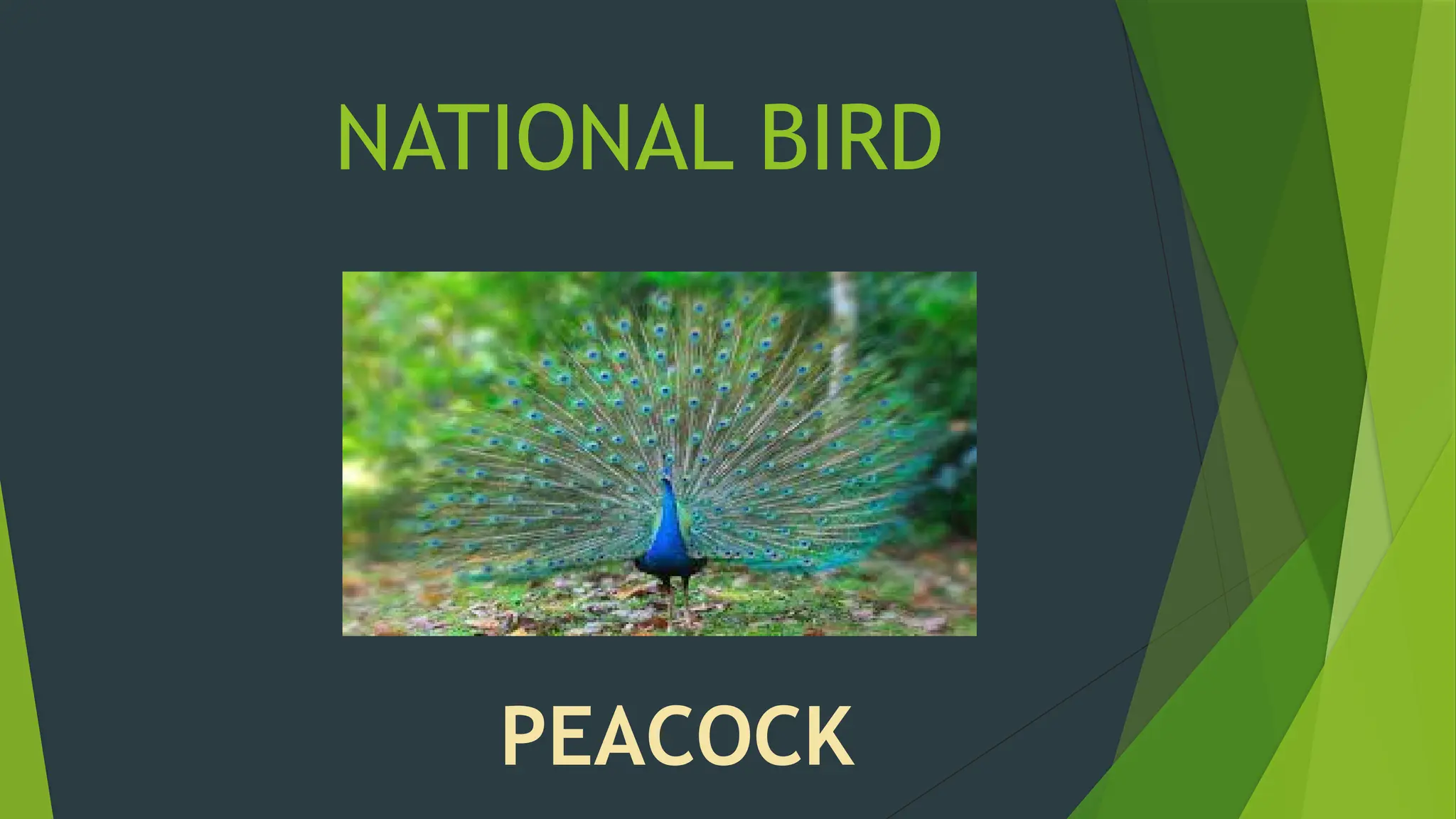OUR NATIONAL SYMBOLS OF INDIA.PPT.ppgoodtx | PPTX