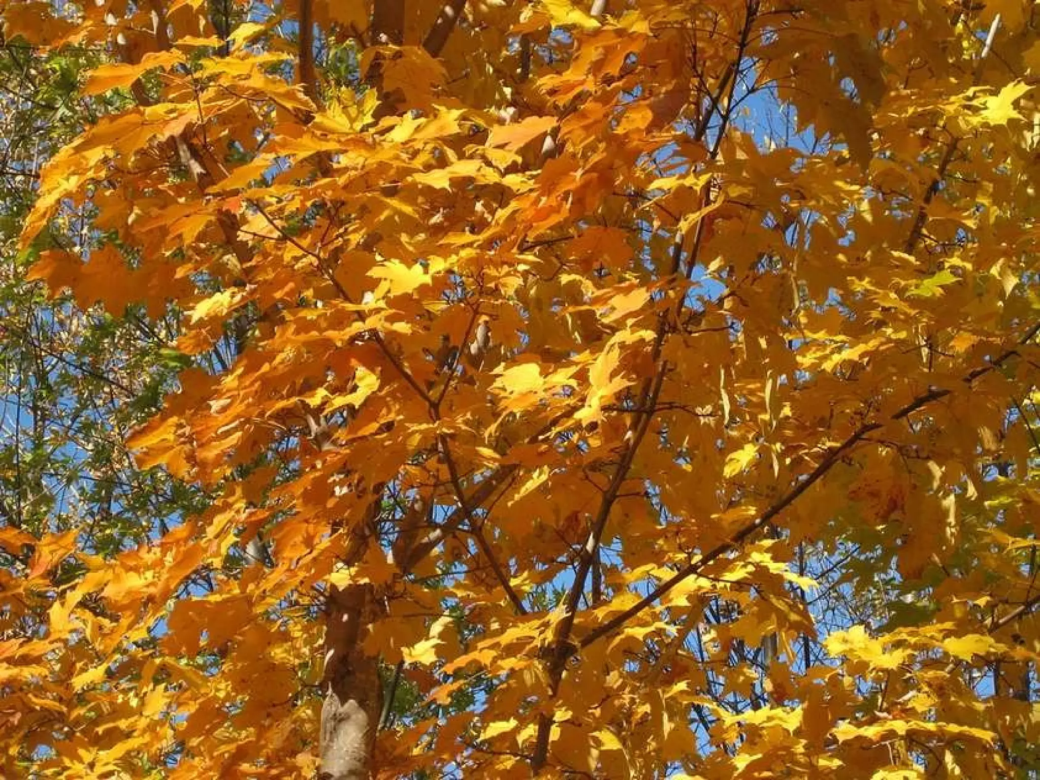 Our nature walk | PPT | Environment | Science