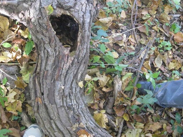 Our nature walk | PPT