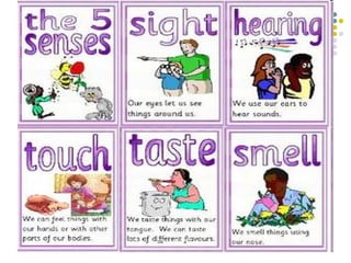 Our senses | PPT