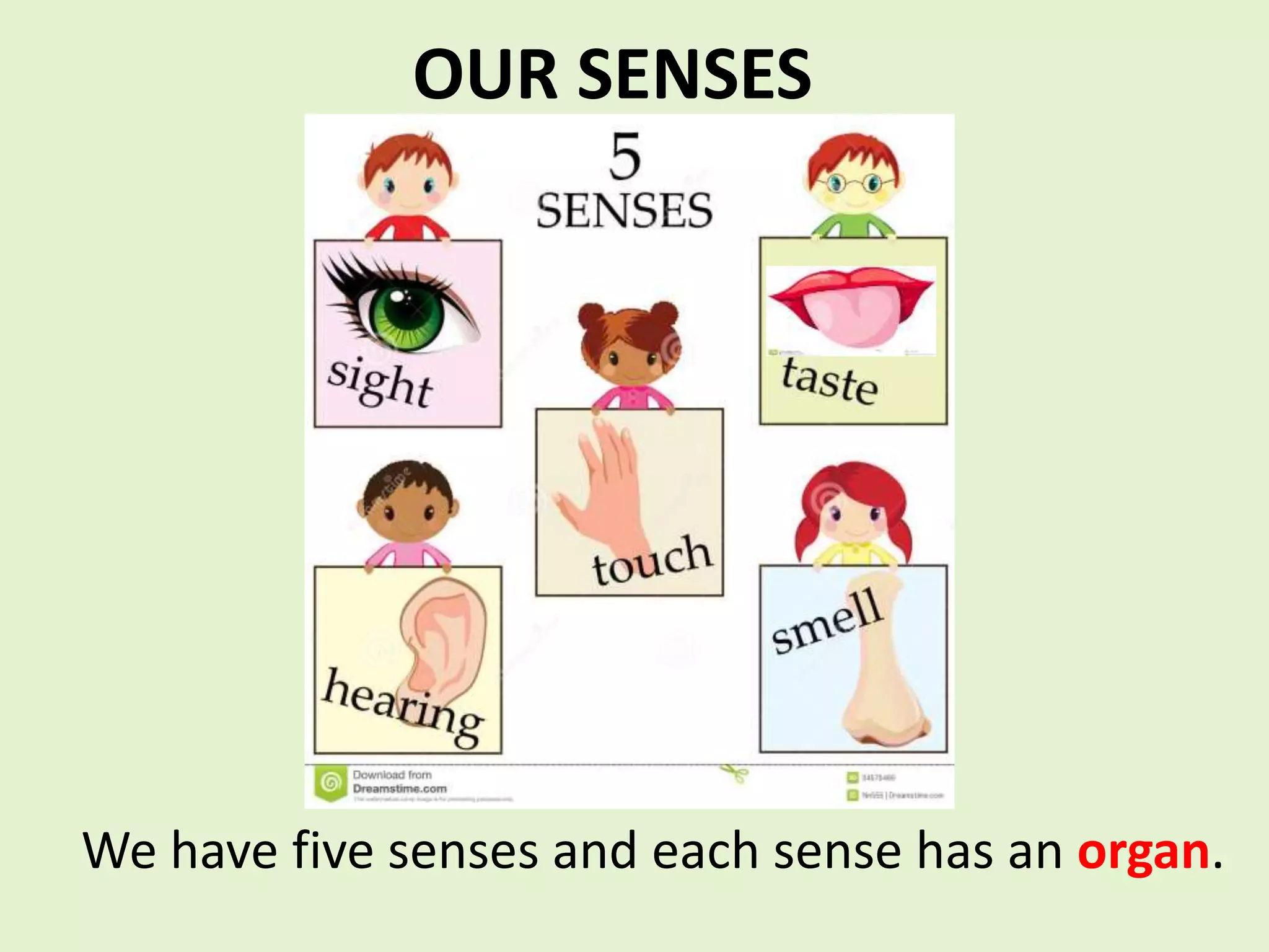 Our senses 2 | PPTX