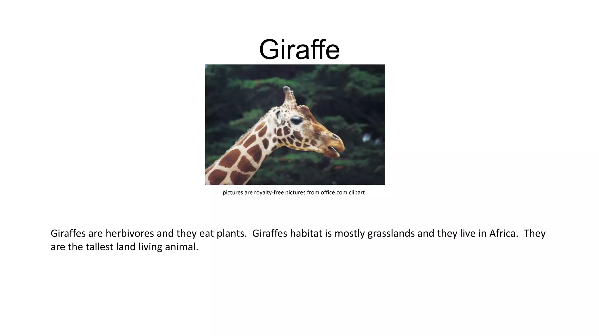 Our zoo animals | PPT