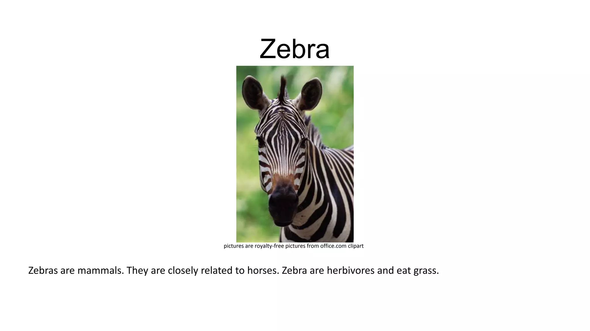 Our zoo animals | PPT