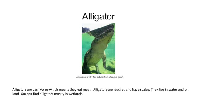 Our zoo animals | PPT