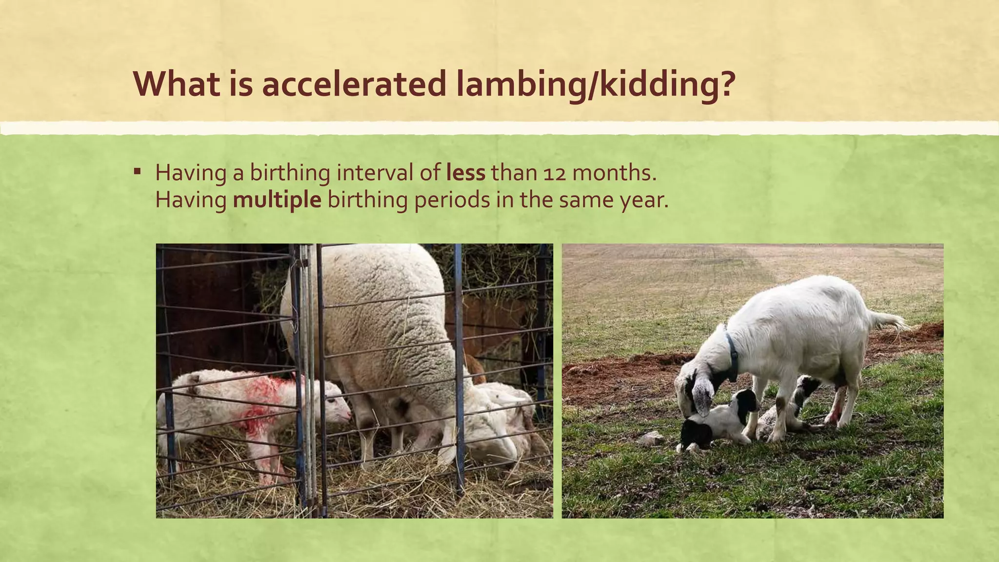 Out of-season breeding and accelerated birthing | PPTX