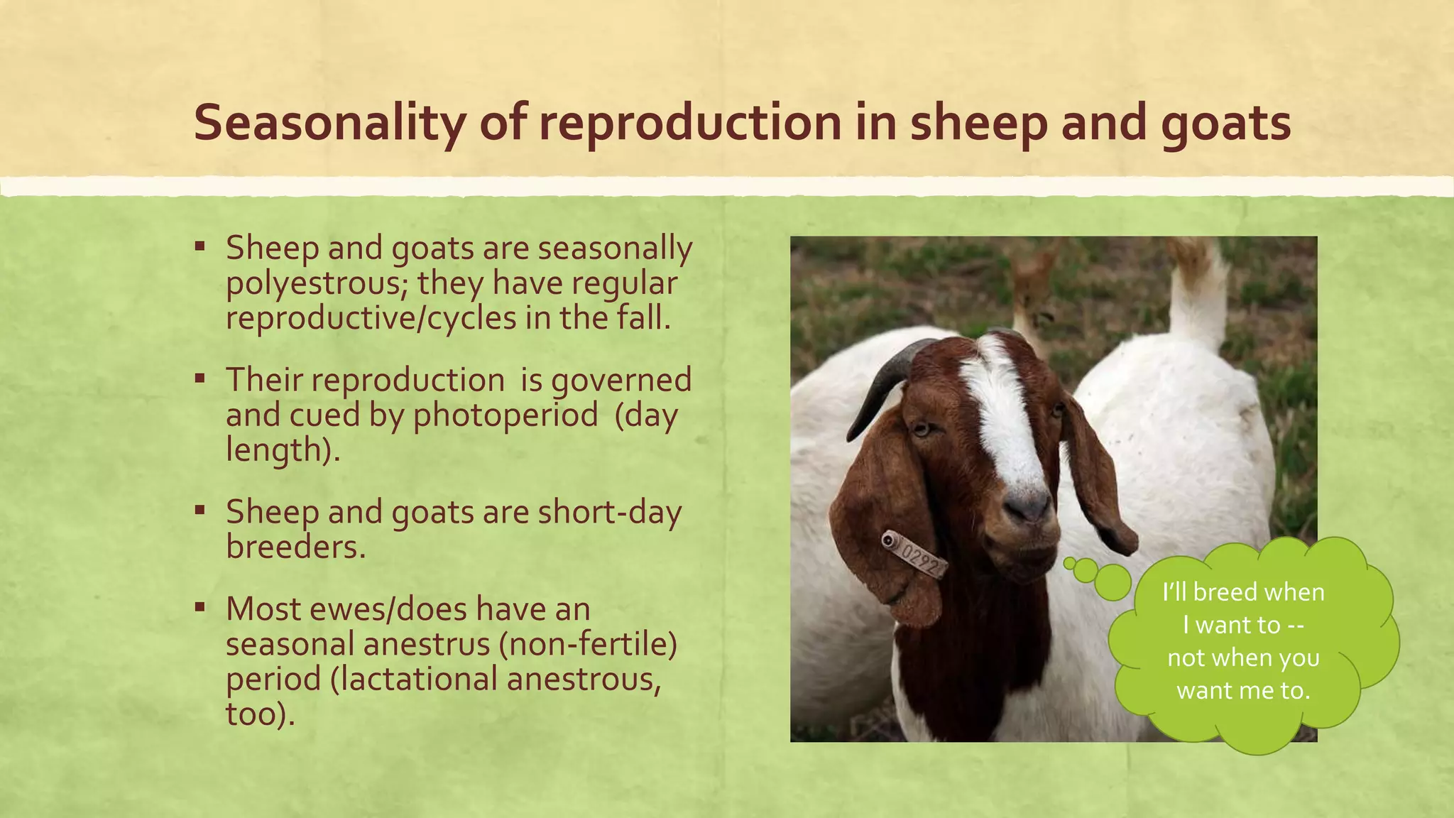 Out of-season breeding and accelerated birthing | PPTX