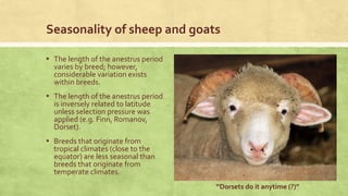 Out of-season breeding and accelerated birthing | PPTX