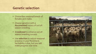 Out of-season breeding and accelerated birthing | PPTX