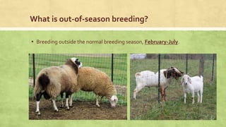 Out of-season breeding and accelerated birthing | PPTX
