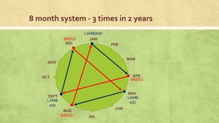 Out of-season breeding and accelerated birthing | PPTX
