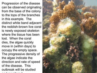 Coral Disease Outbreak Ahihi 011409 | PPSX