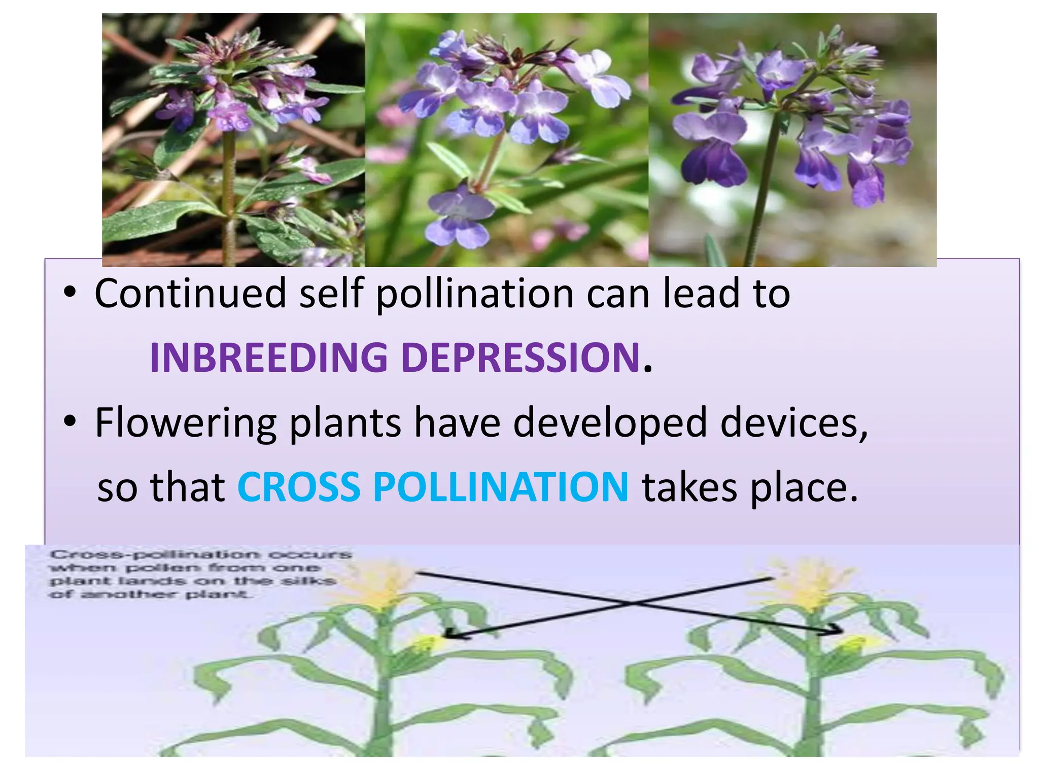 Out breeding devices .pptx.pdf Class XII | PDF