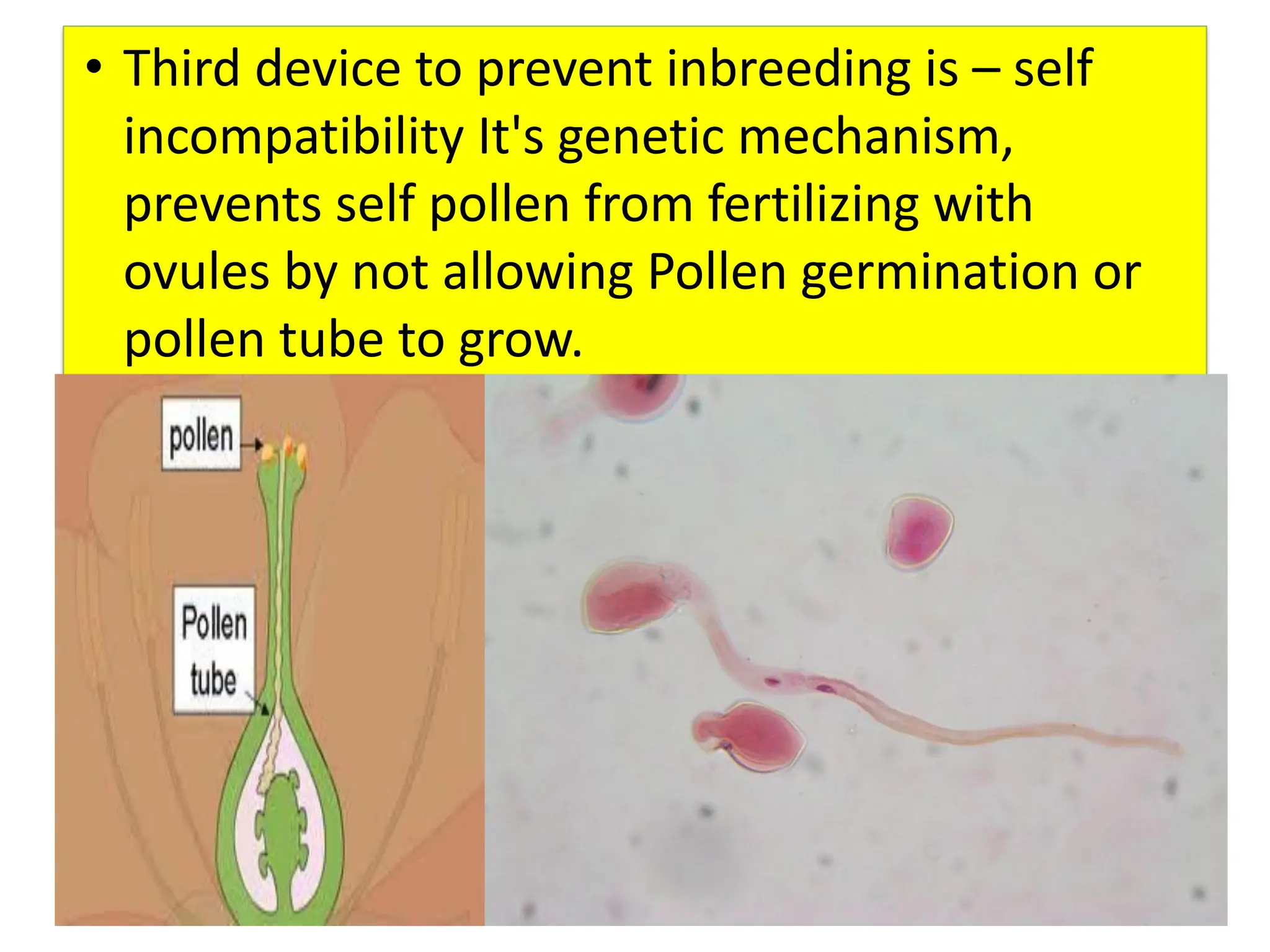 Out breeding devices .pptx.pdf Class XII | PDF
