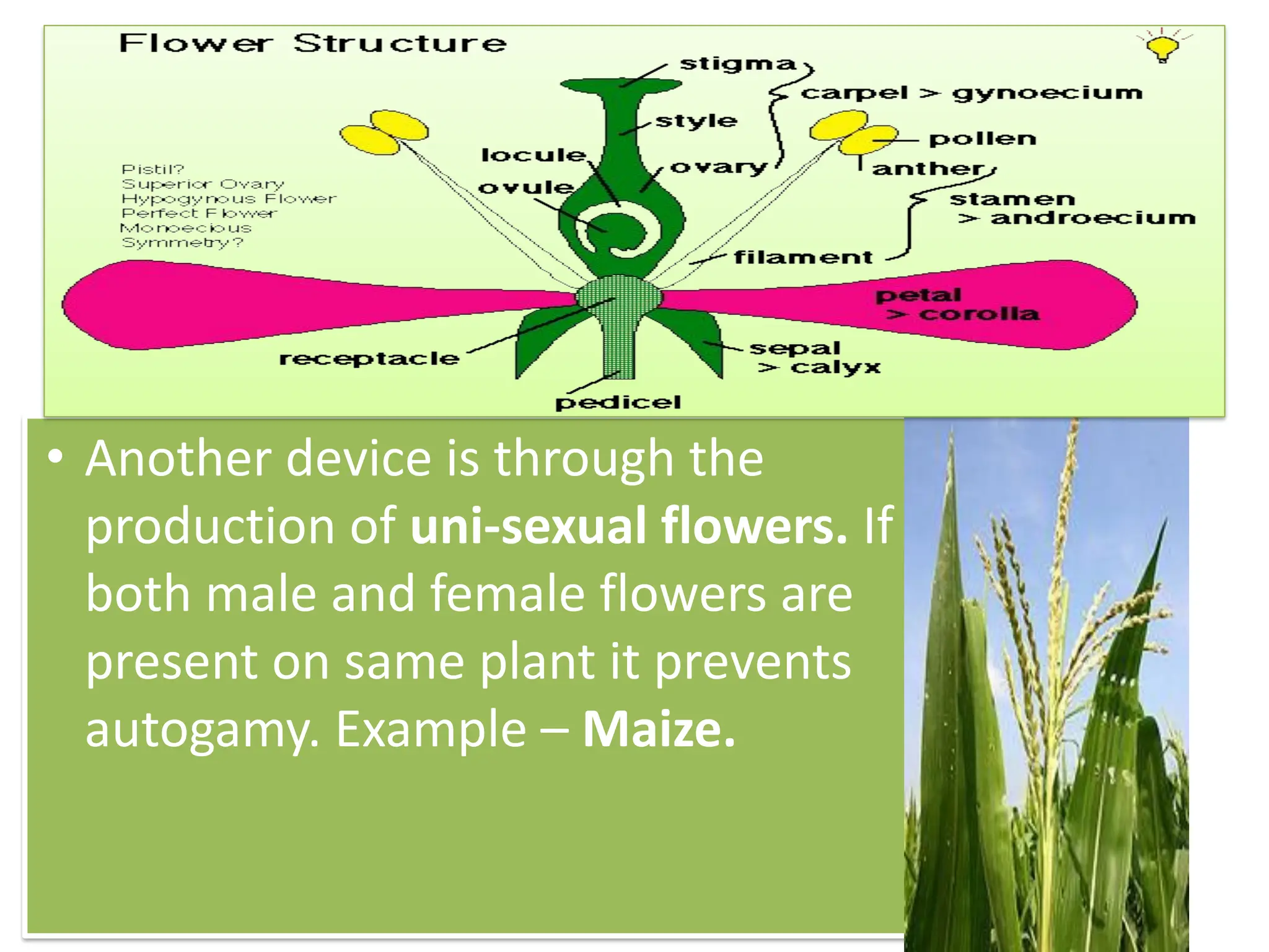 Out breeding devices .pptx.pdf Class XII | PDF