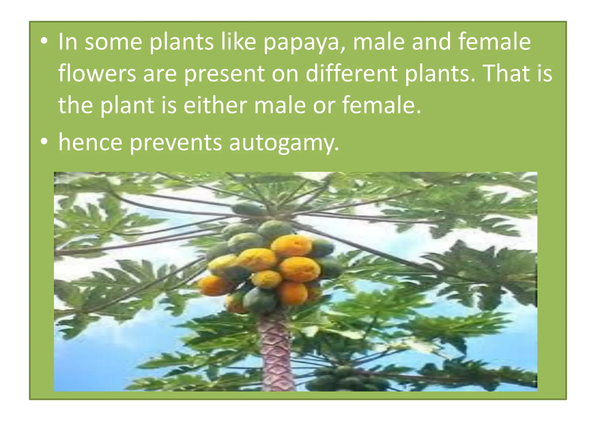 Out breeding devices .pptx.pdf Class XII | PDF