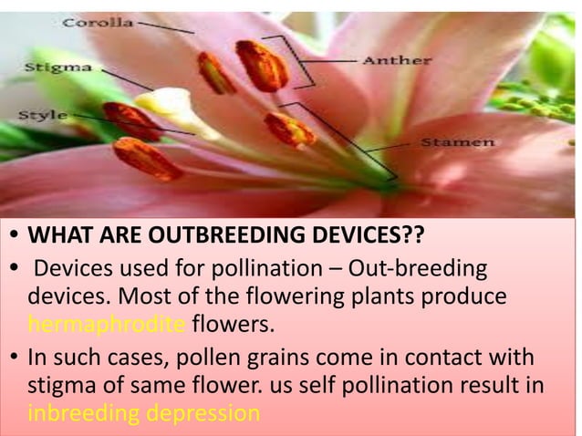 Out breeding devices .pptx.pdf Class XII | PDF