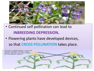 Out breeding devices .pptx.pdf Class XII | PDF