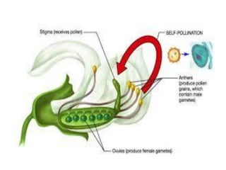 Out breeding devices .pptx.pdf Class XII | PDF