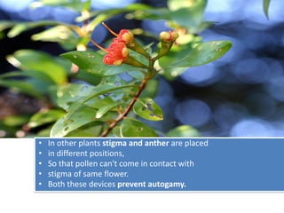 Out breeding devices .pptx.pdf Class XII | PDF