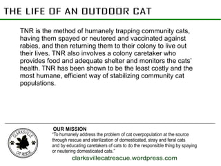 The Life of an Outdoor Cat | PPT