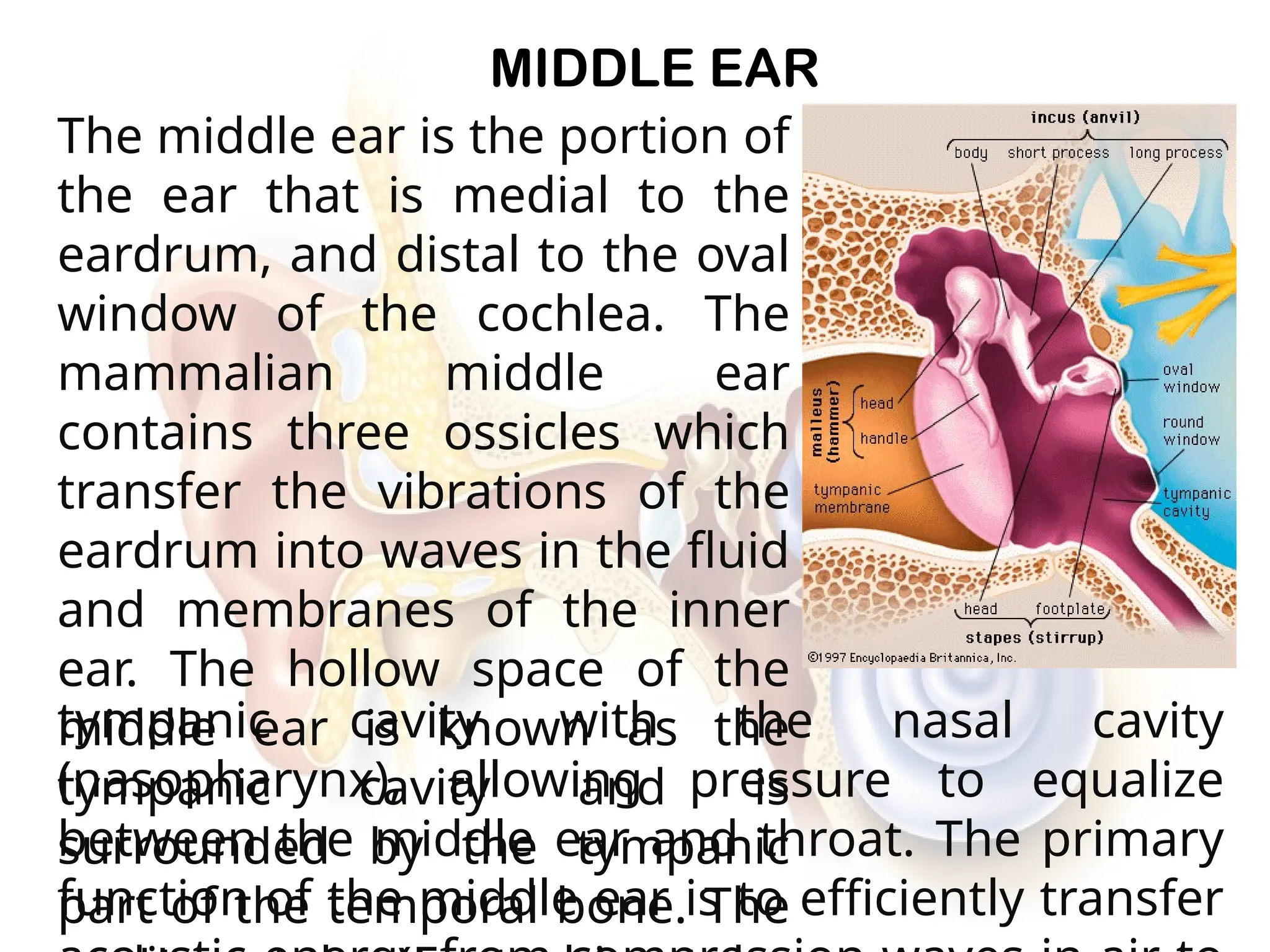 outer and middle ear functions in auditory processes, abnormalities ...