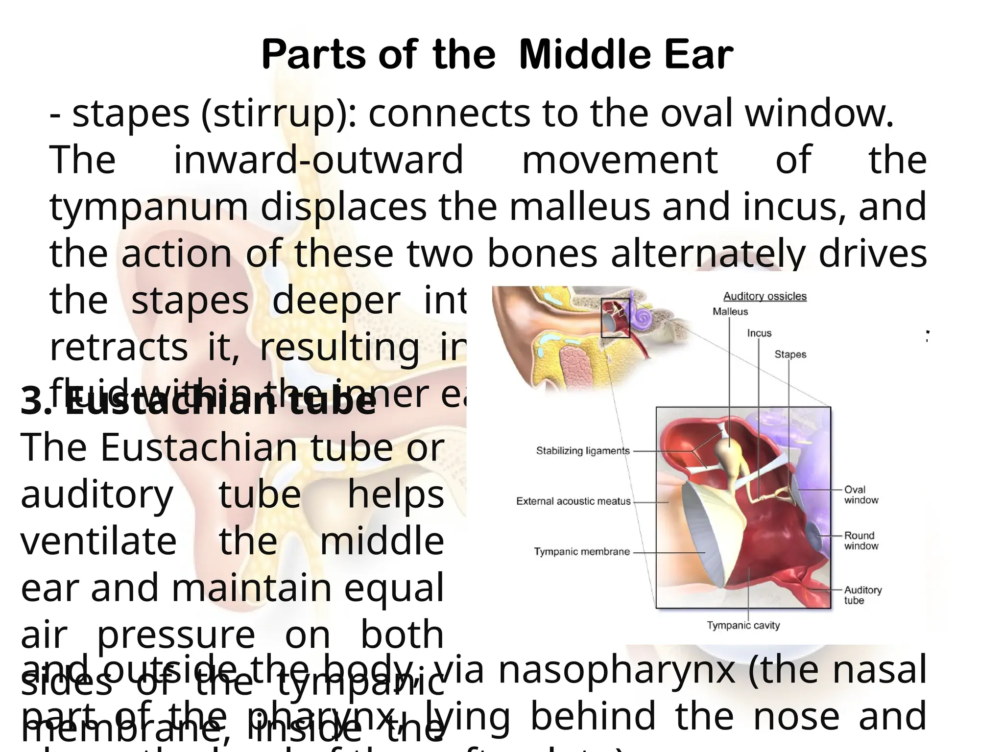 outer and middle ear functions in auditory processes, abnormalities ...