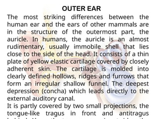 outer and middle ear functions in auditory processes, abnormalities ...