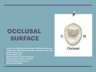 Outline. U5.pdf