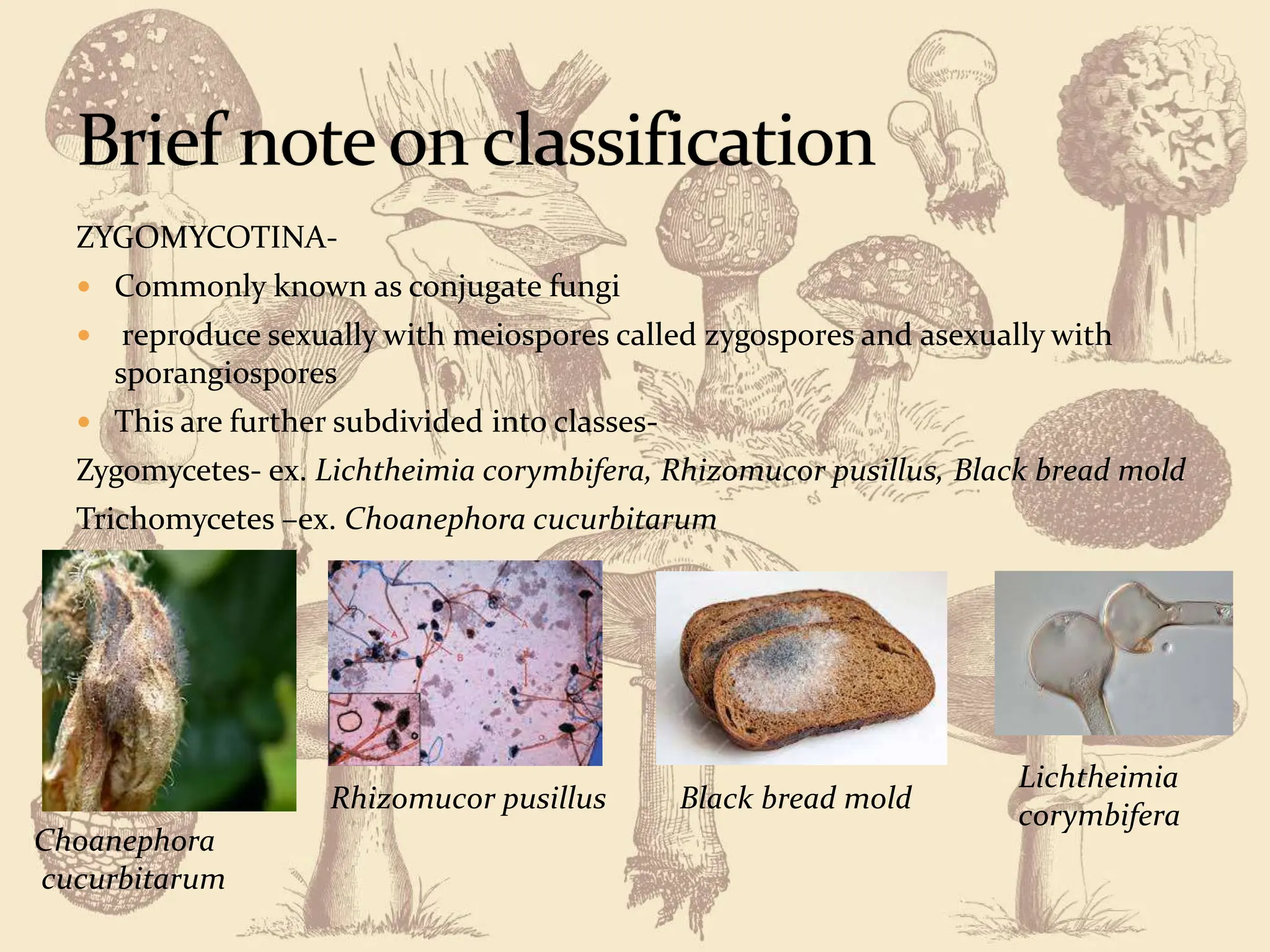 OUTLINE CLASSIFICATION OF FUNGI.pptx