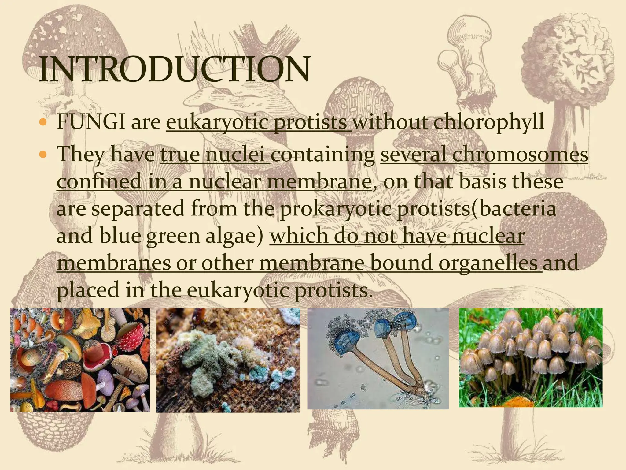 OUTLINE CLASSIFICATION OF FUNGI.pptx