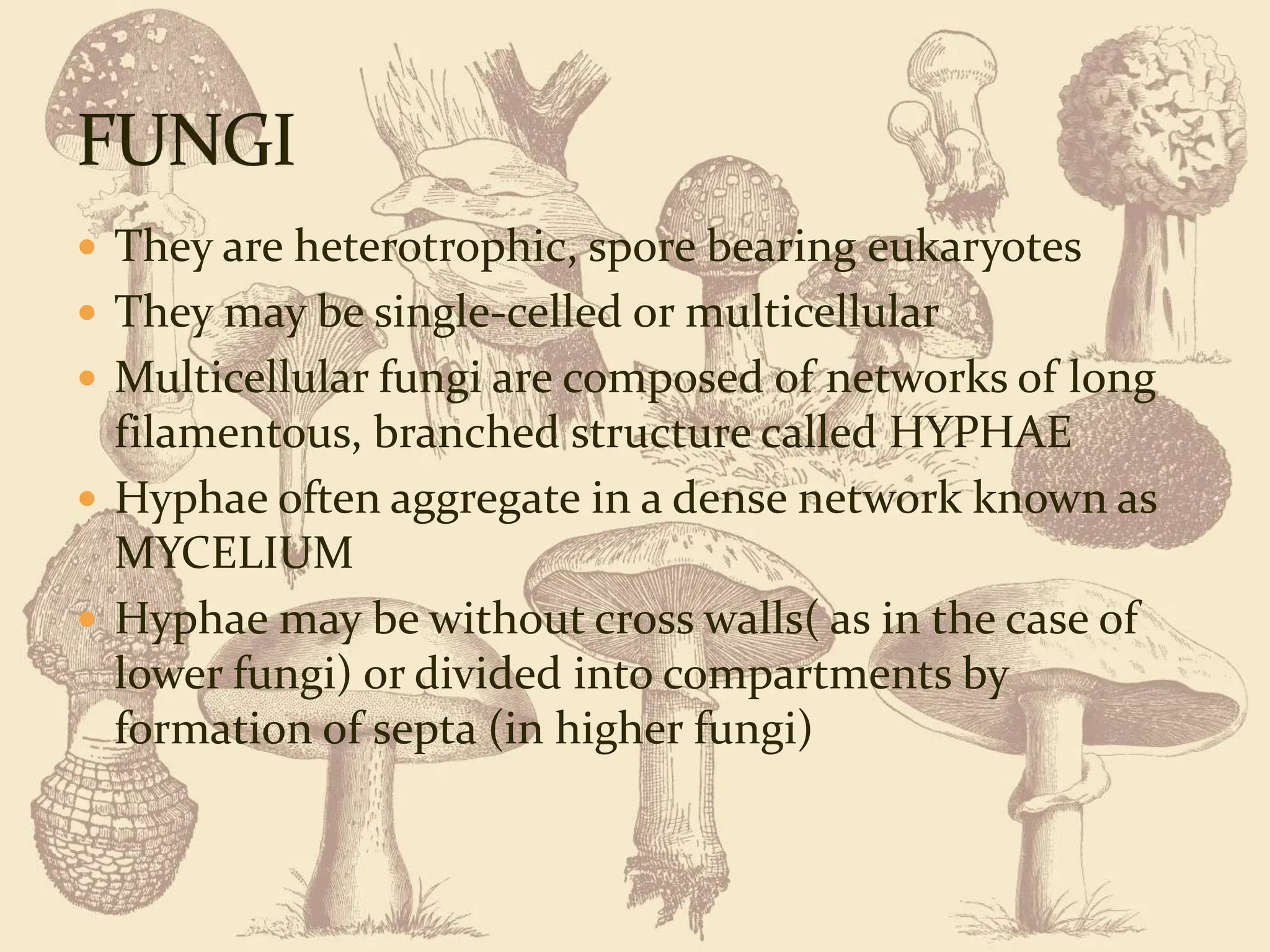 OUTLINE CLASSIFICATION OF FUNGI.pptx