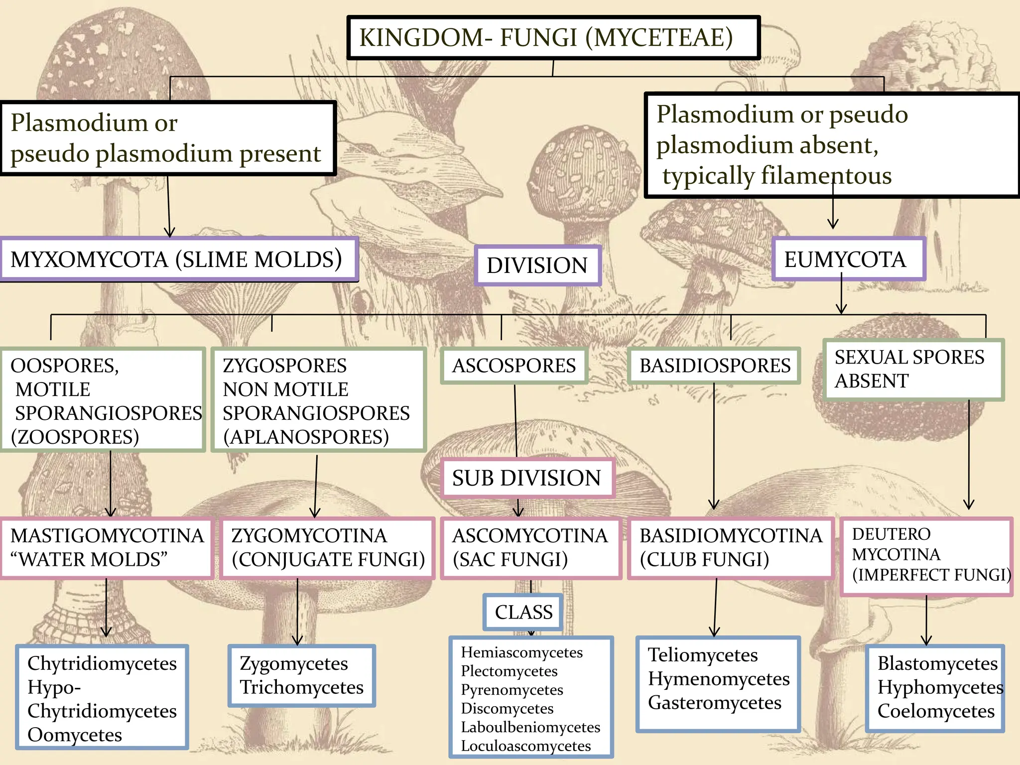 OUTLINE CLASSIFICATION OF FUNGI.pptx
