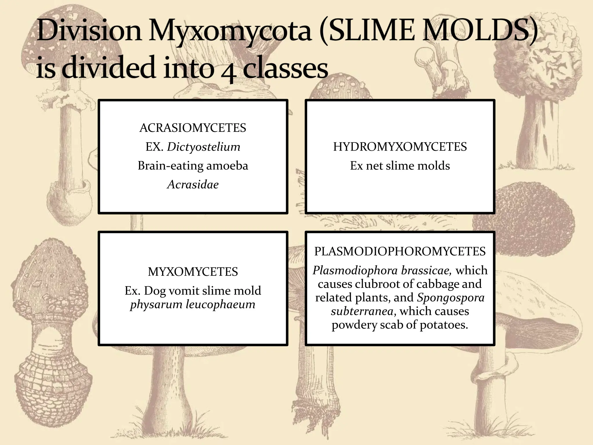 Outline Classification Of Fungi Pptx