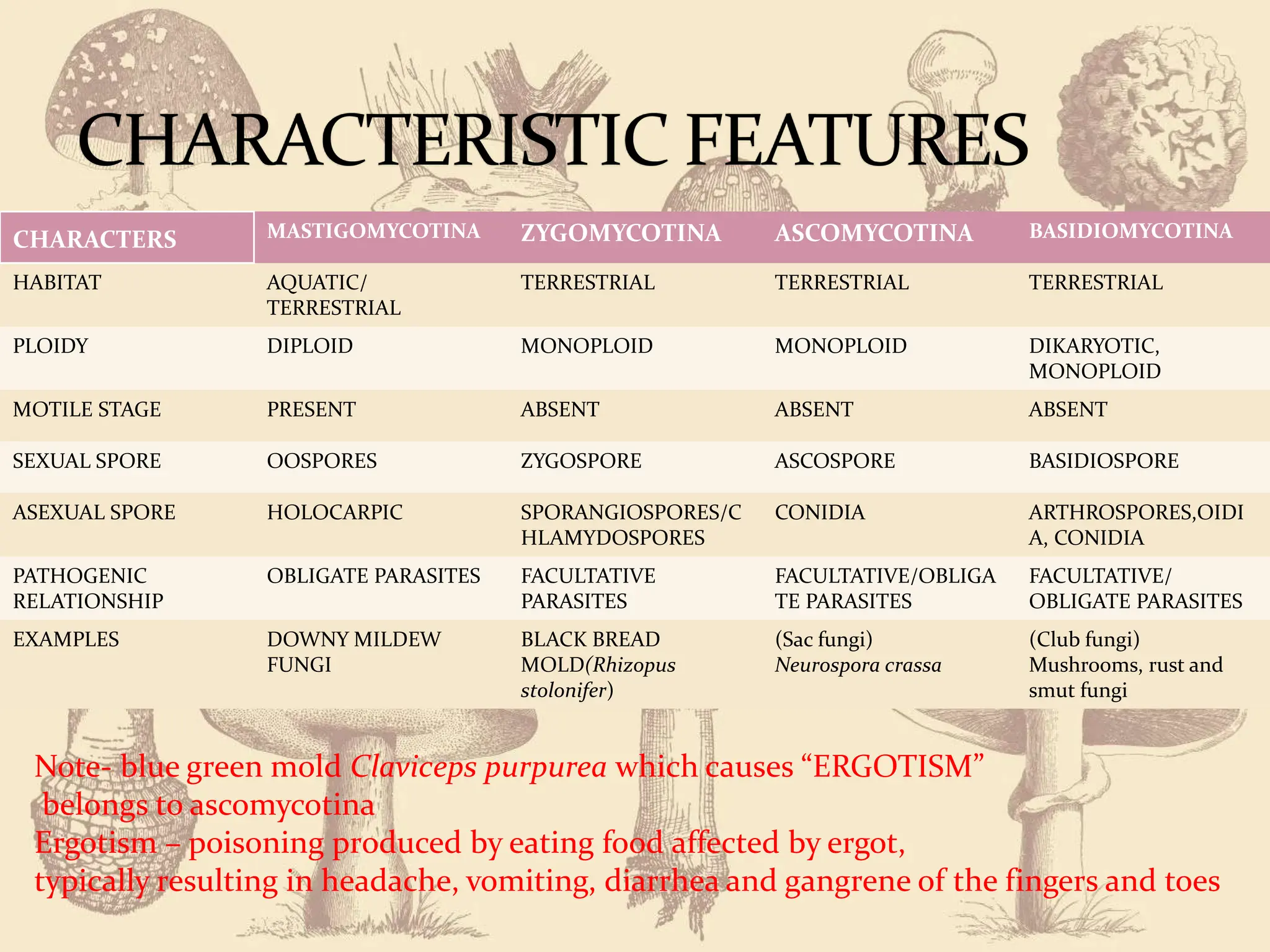 OUTLINE CLASSIFICATION OF FUNGI.pptx