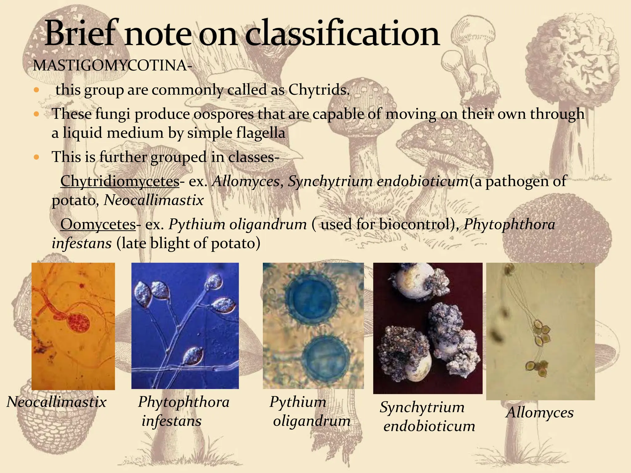 OUTLINE CLASSIFICATION OF FUNGI.pptx