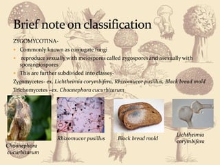 OUTLINE CLASSIFICATION OF FUNGI.pptx