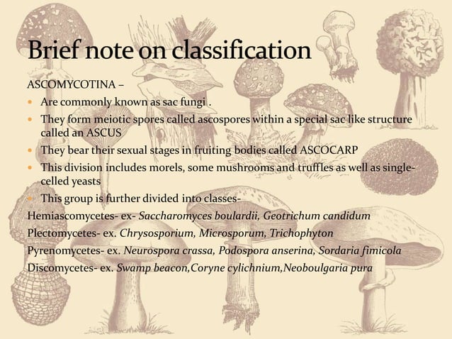 OUTLINE CLASSIFICATION OF FUNGI.pptx