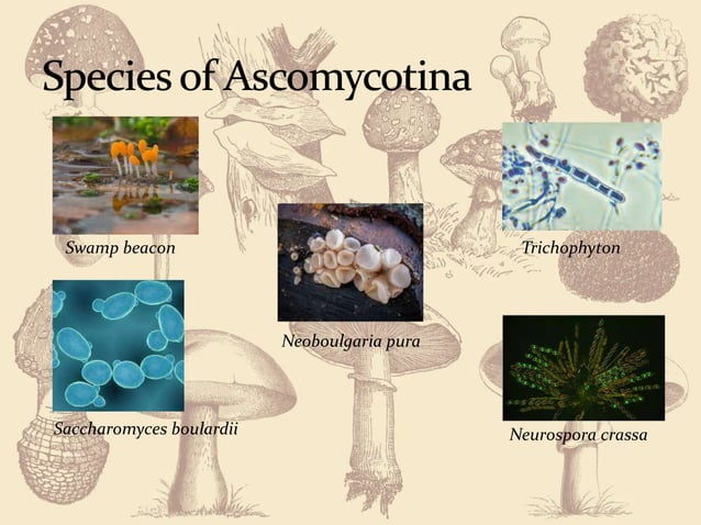 OUTLINE CLASSIFICATION OF FUNGI.pptx
