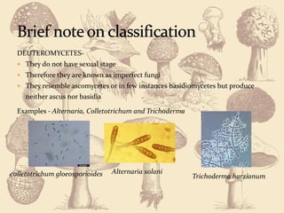OUTLINE CLASSIFICATION OF FUNGI.pptx
