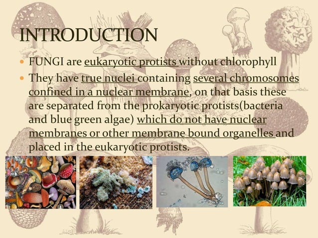 OUTLINE CLASSIFICATION OF FUNGI.pptx