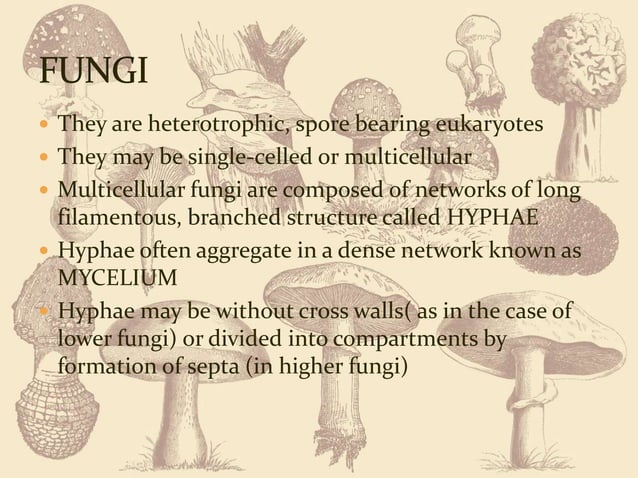 OUTLINE CLASSIFICATION OF FUNGI.pptx