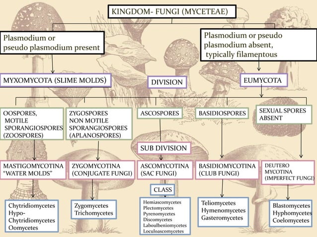OUTLINE CLASSIFICATION OF FUNGI.pptx
