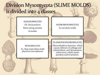 OUTLINE CLASSIFICATION OF FUNGI.pptx